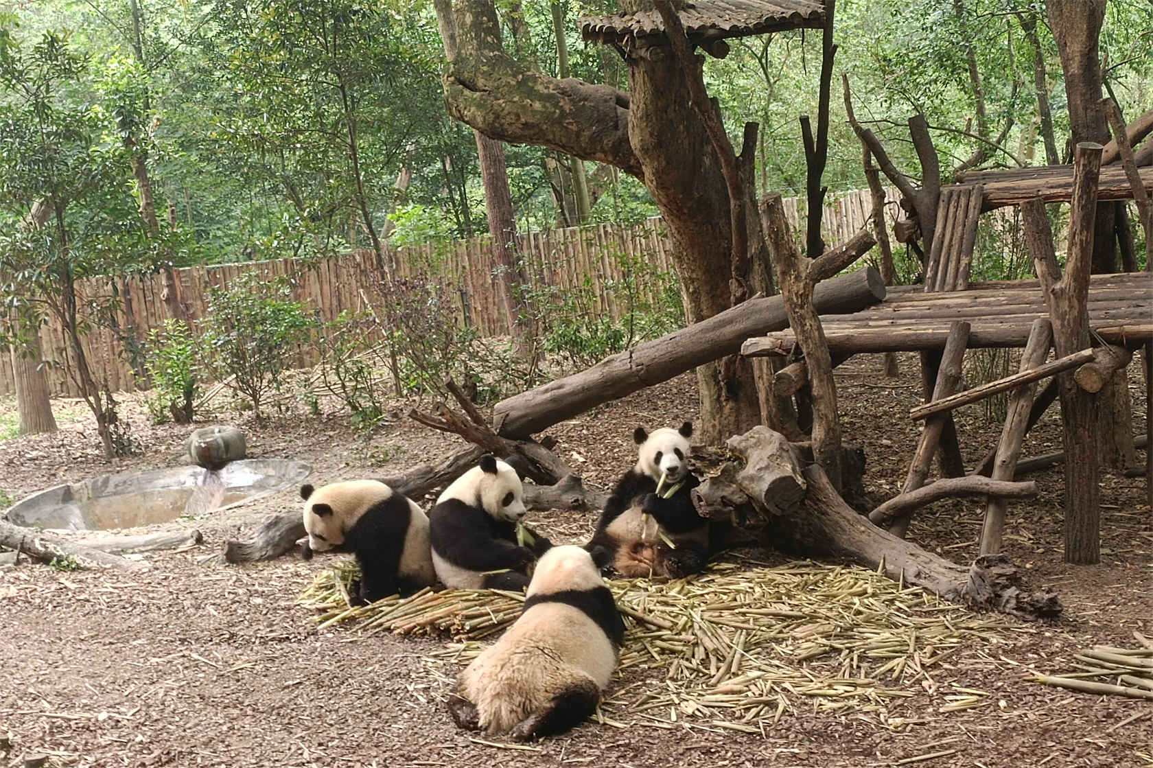 Chengdu Private Sightseeing Tour with Panda Breeding Center Visit ...