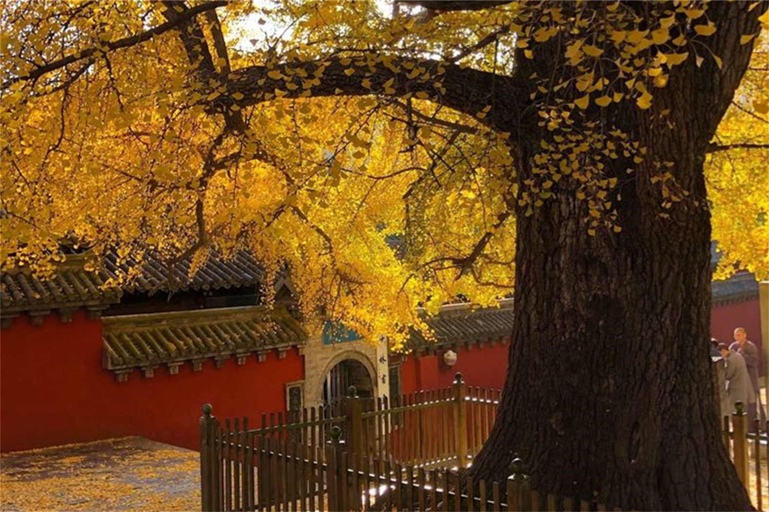 5-Day Henan Private Cultural Tour to Shaolin temple, Longmen Grottoes ...